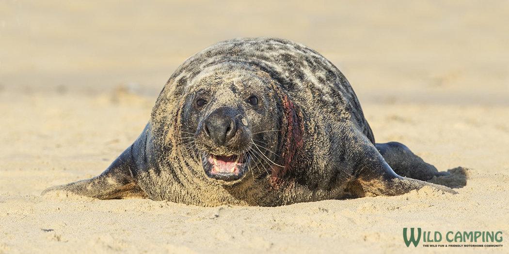 Angry Bull Seal | Wild Camping for Motorhomes