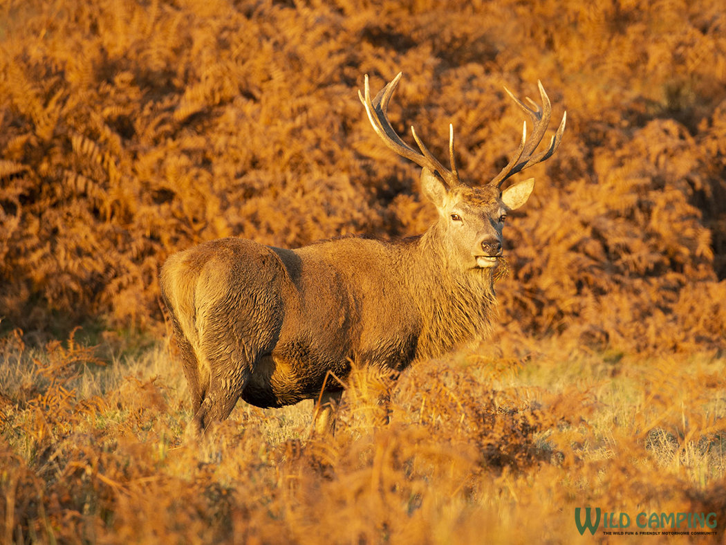 Stag at sunset | Wild Camping for Motorhomes